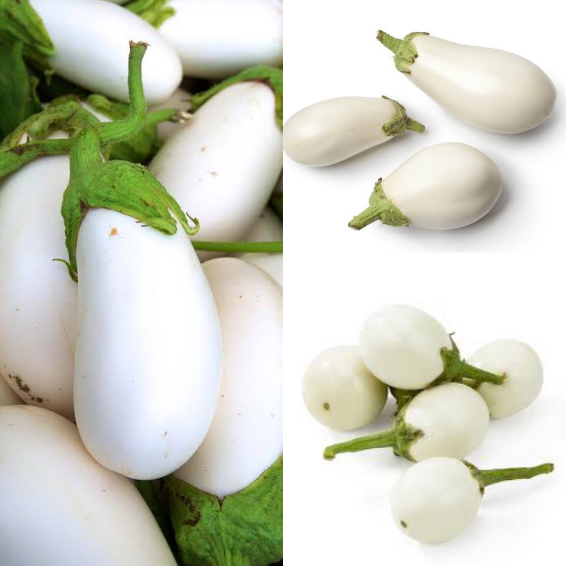 binhi pantanim gulay 10 seeds talong eggplant white variety | Lazada PH