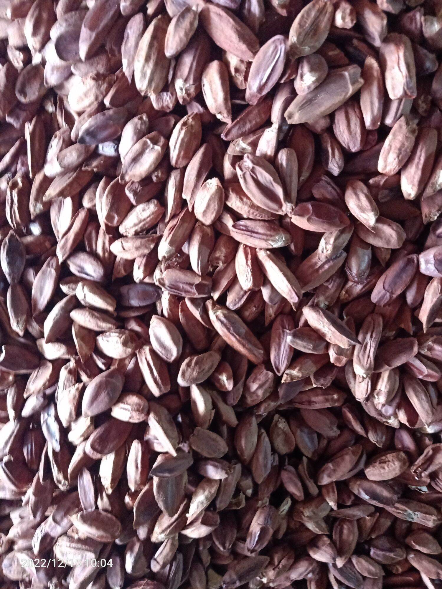 Fresh Pili Nuts from Bicol 500grams | Lazada PH