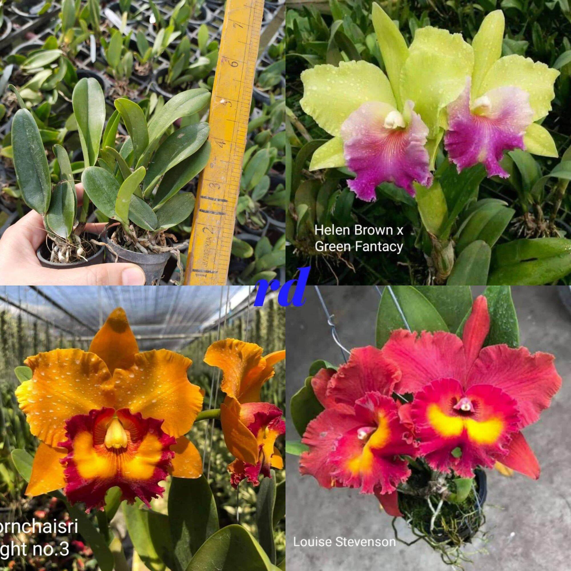Cattleya Seedling Orchids Set 3pcs | Lazada PH