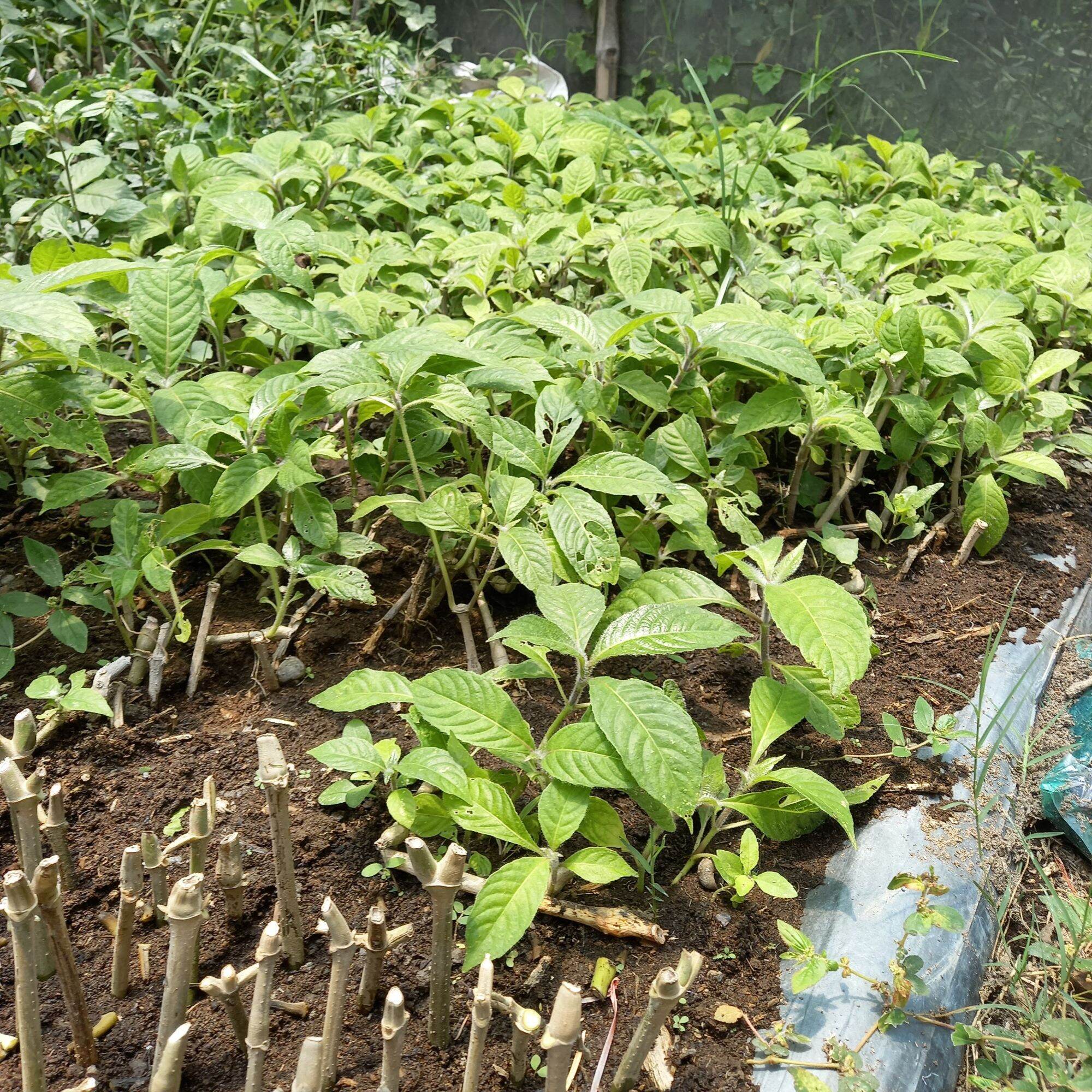 Madre de Agua (Trichantera gigantea) seedlings with roots and leaves ...