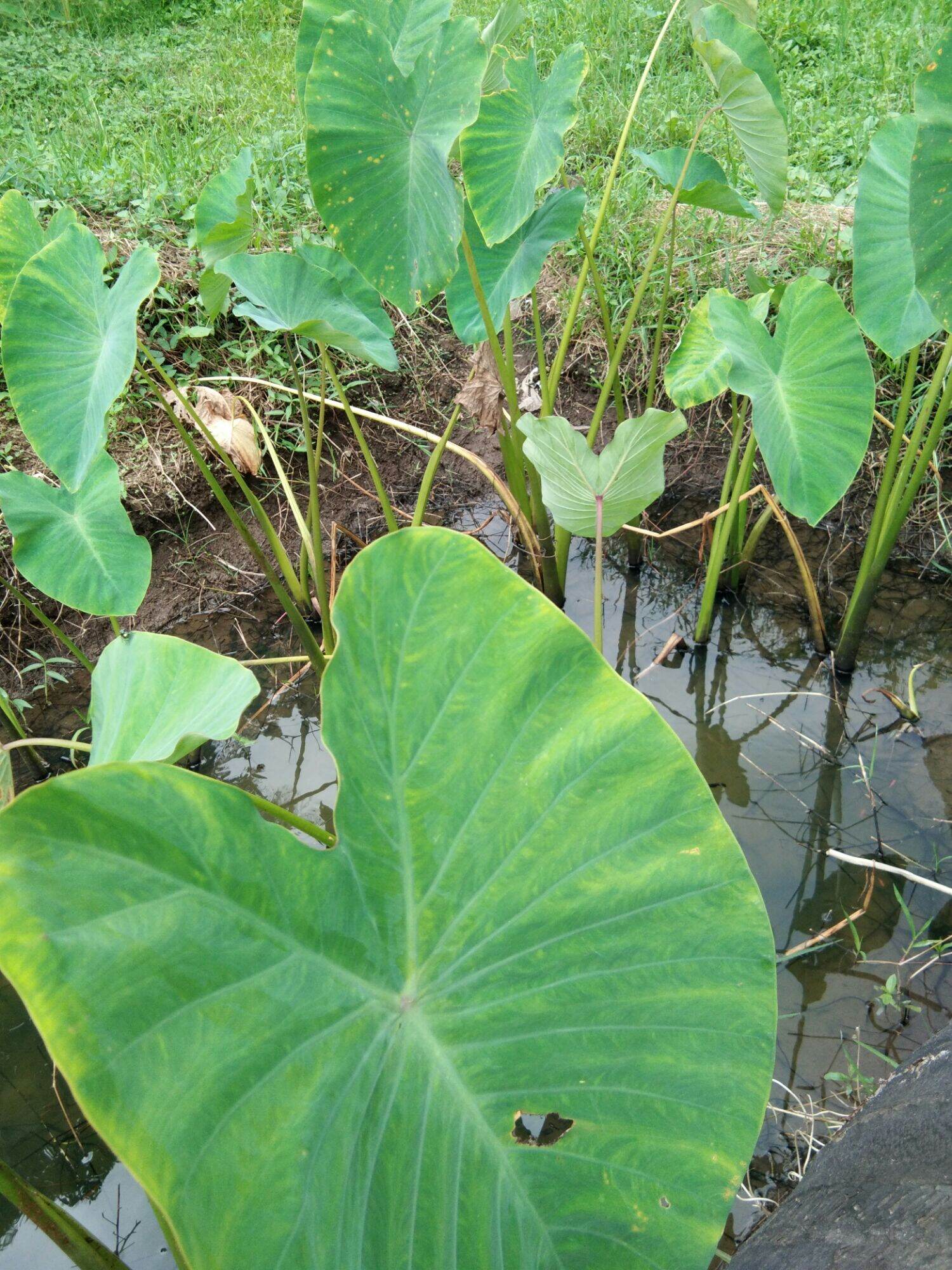 Gabi Planting Seeds/Bulbs 3pcs | Lazada PH