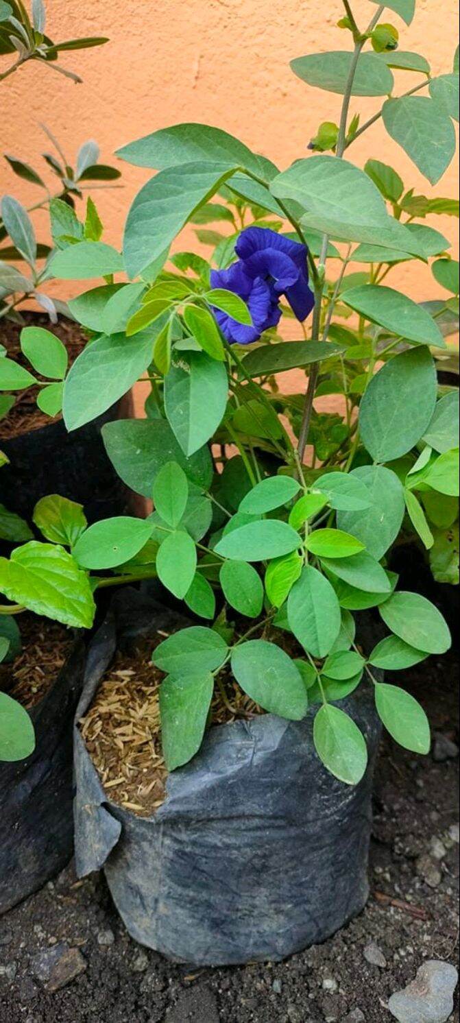 Blue Ternate plant / clitoria/ blue pea/ butterfly pea- rooted and ...