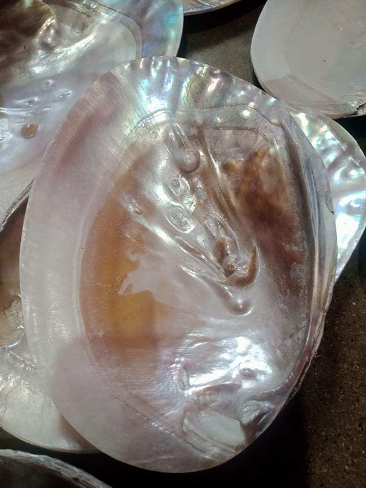 Abalone Shell Natural Shell,. Size 5-7 inches,. Sold per piece ...