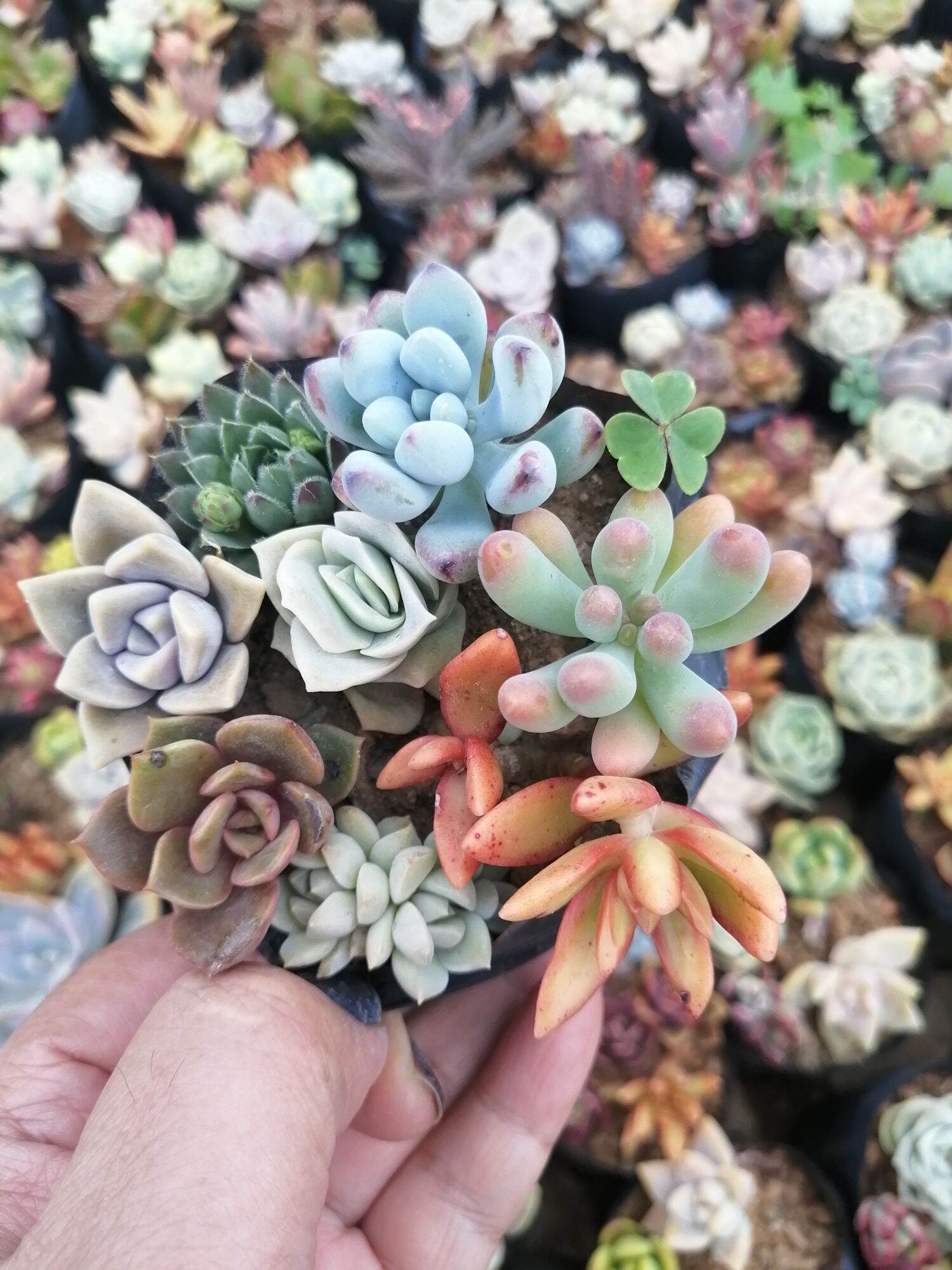 5-10 pcs.common and uncommon E. token size