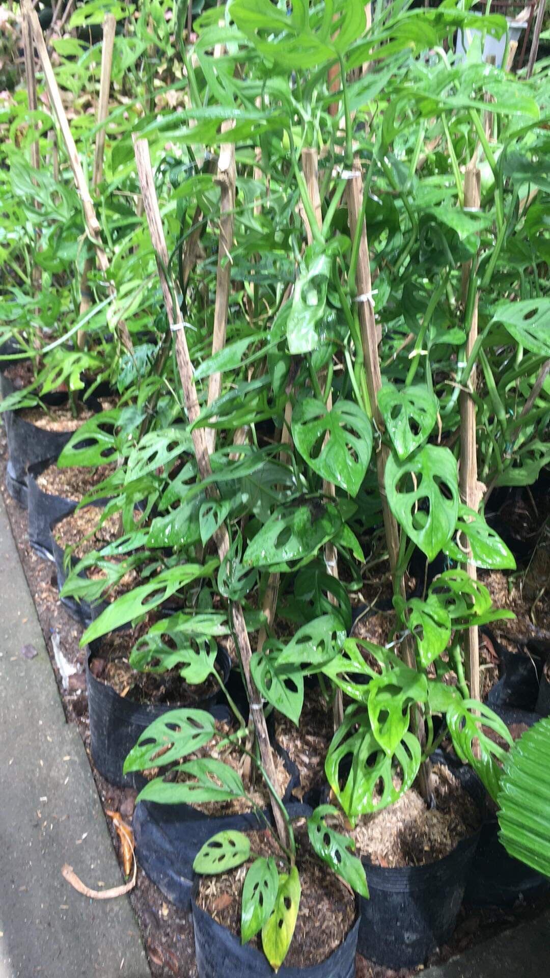 Monstera adansonii, trailing, established , full grown | Lazada PH