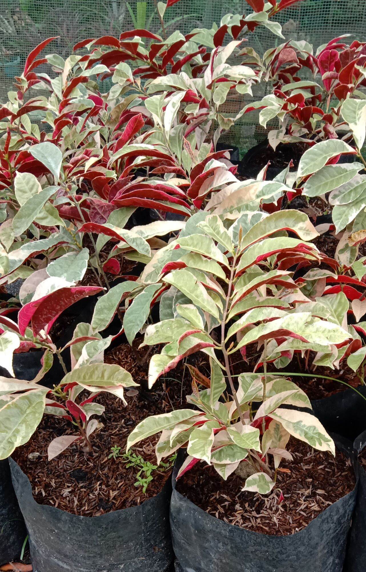 Picara Plant | Lazada PH