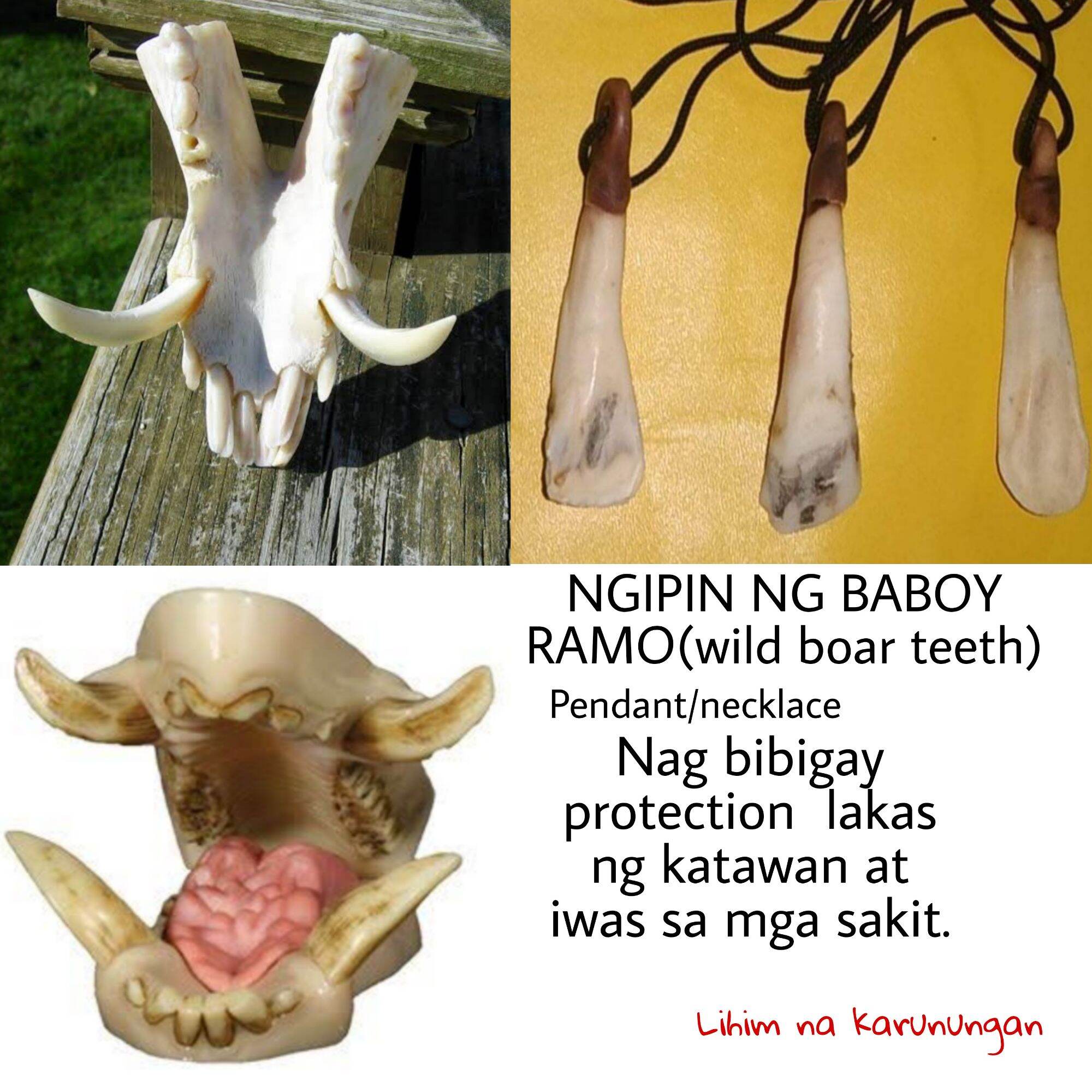 Boar teeth/Ngipin ng Baboy Ramo(pendant necklace)nag bibigay protection ...