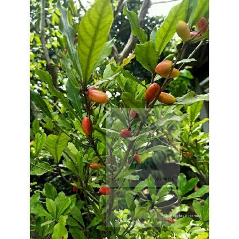 Magic Fruit/Red Miraculin Berries Seedlings Rare | Lazada PH
