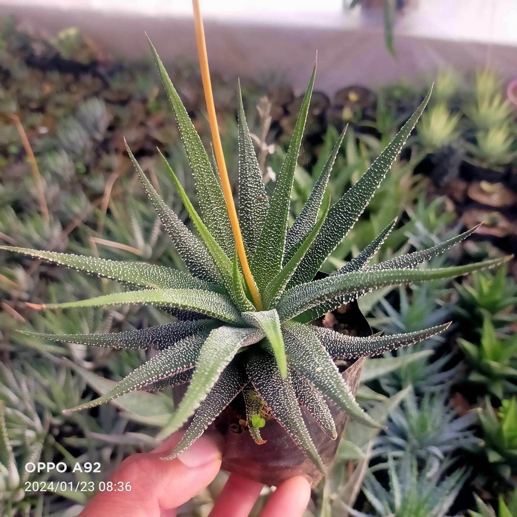 Haworthia Radula/ Hankey Dwarf Aloe | Lazada PH