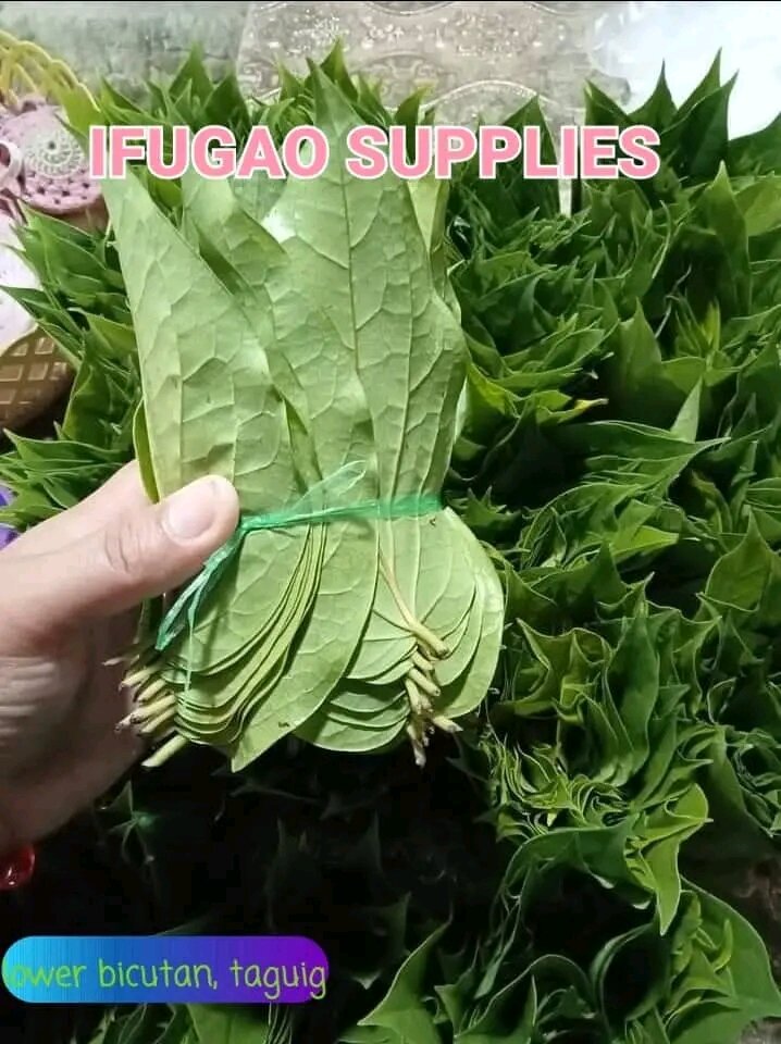 Dahon nga-nga/Gawed/Hapid/Ikmo/Buyo | Lazada PH