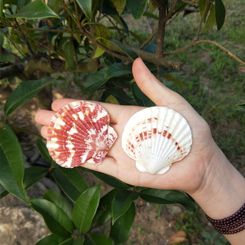 White Scallop Barbecue Painting Floor Wall Stickers Children Graffiti ...