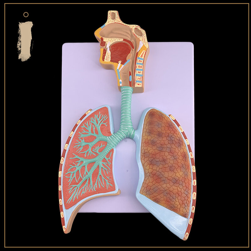 Human Respiratory System Anatomy Model Lung Anatomy Respiratory System ...