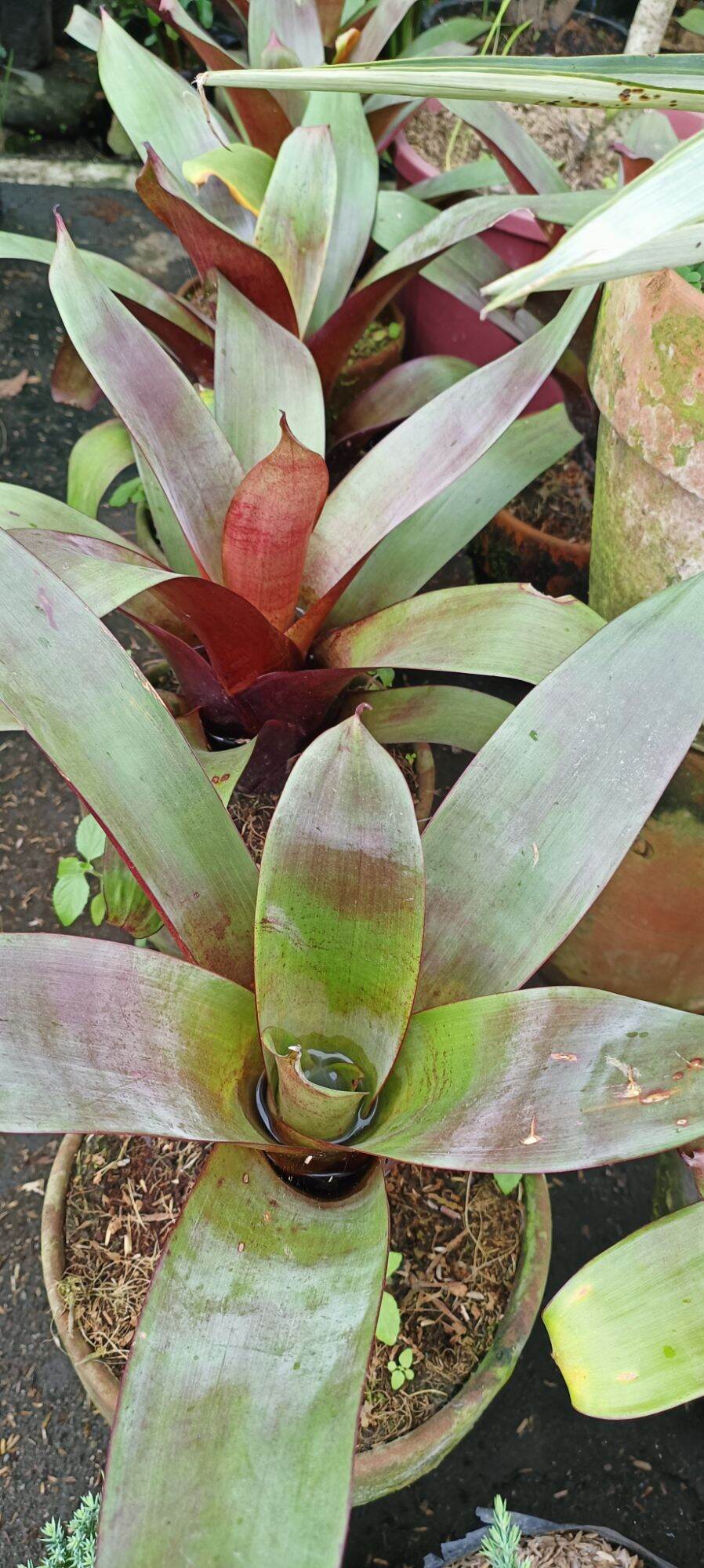 Imperialis Giant Bromeliad Alcantarea Imperialis | Lazada PH