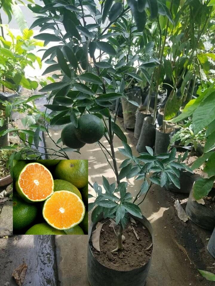 Dalandan tree with FREE fertilizer | Lazada PH