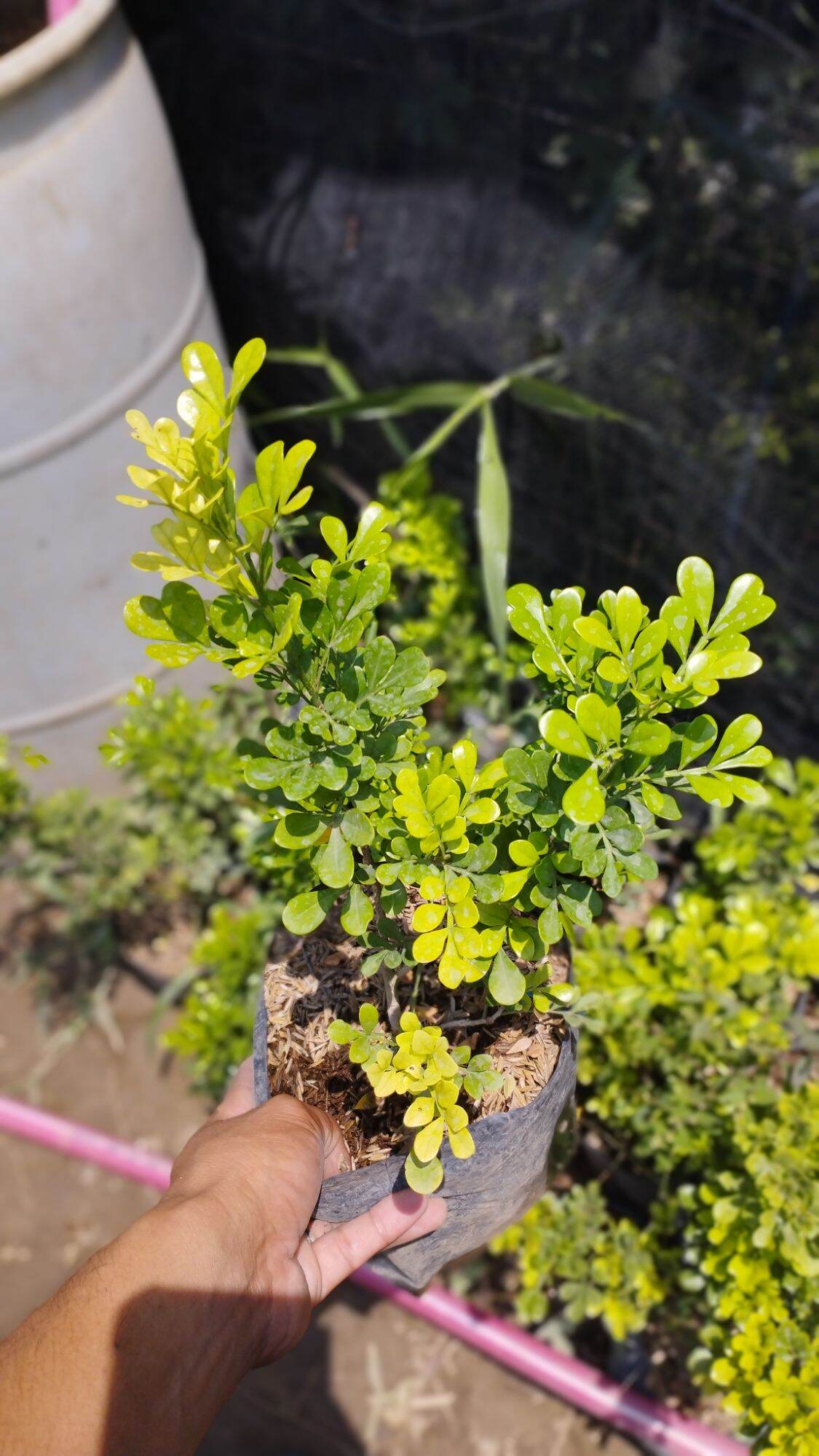 chinese lucky perfume plant. live plant (cinamomo) pasok mga suki 😂🌺🙏 ...