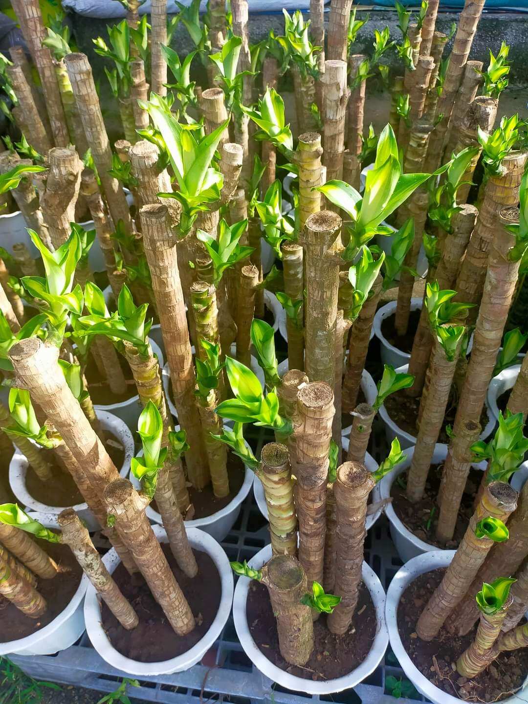 Live Plant Fortune Tree Indoor Plant Outdoor Plant Flowering Plant ...