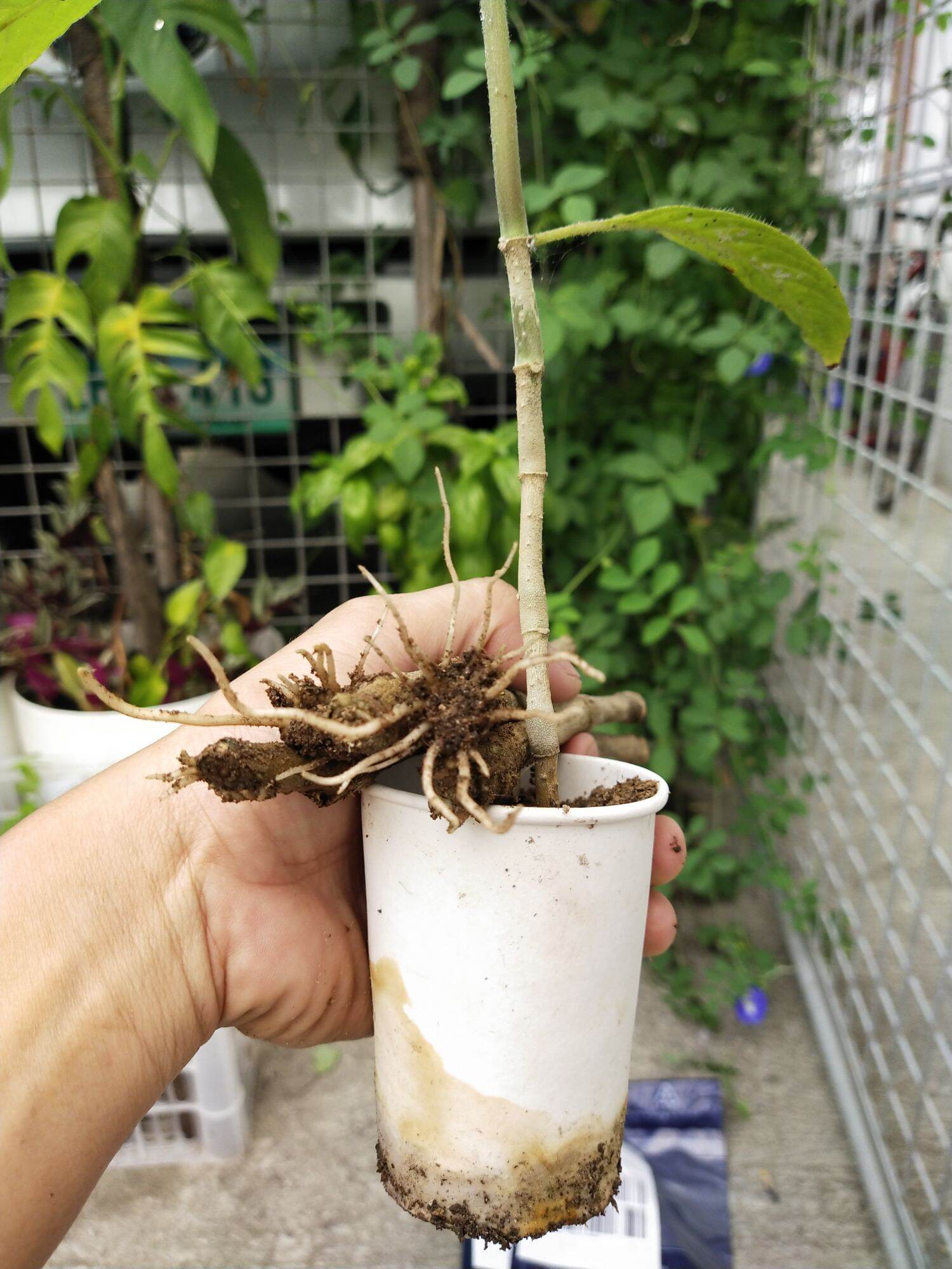 Madre De Agua Rooted Plant | Lazada PH