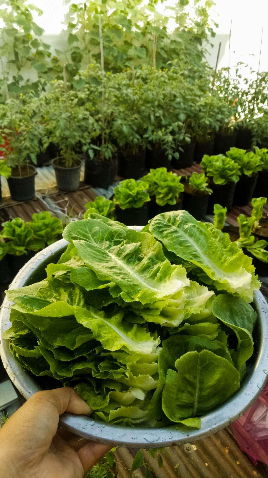 Vegetable and Herbs Premium Garden Soil Fruit Growth Fruit Yield ...