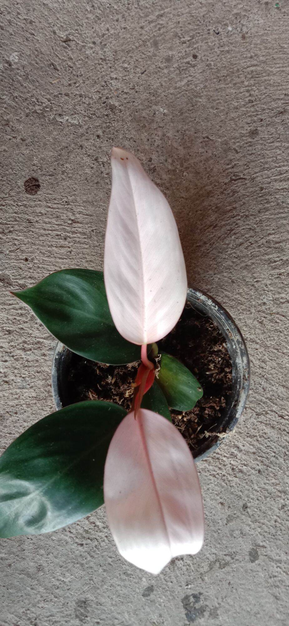 LIVE PLANT WHITE CONGO/PINK CONGO PHILODENDRON | Lazada PH