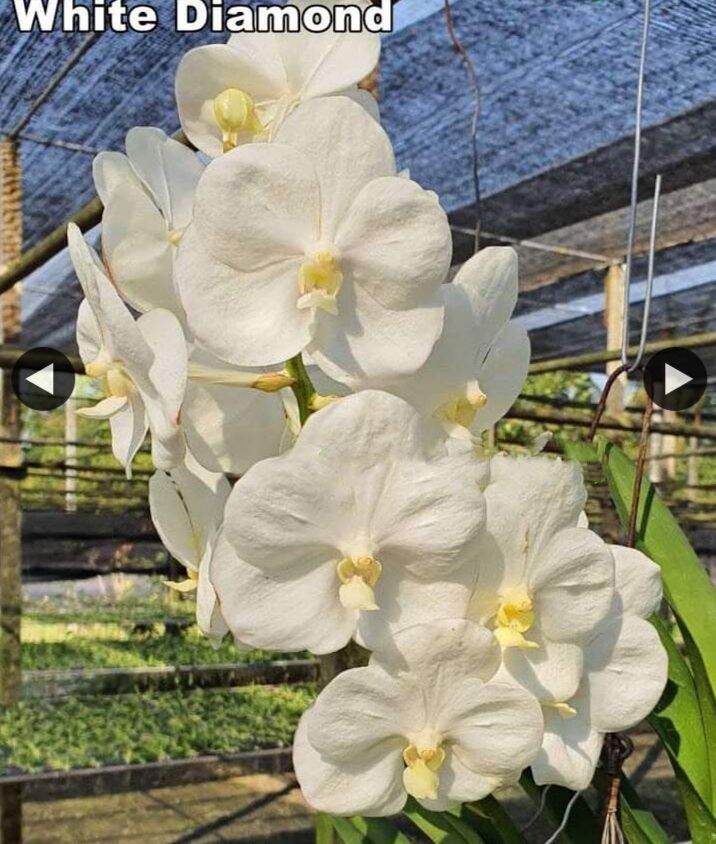 1 Piece Strap Vanda Seedling Live Plant | Lazada PH