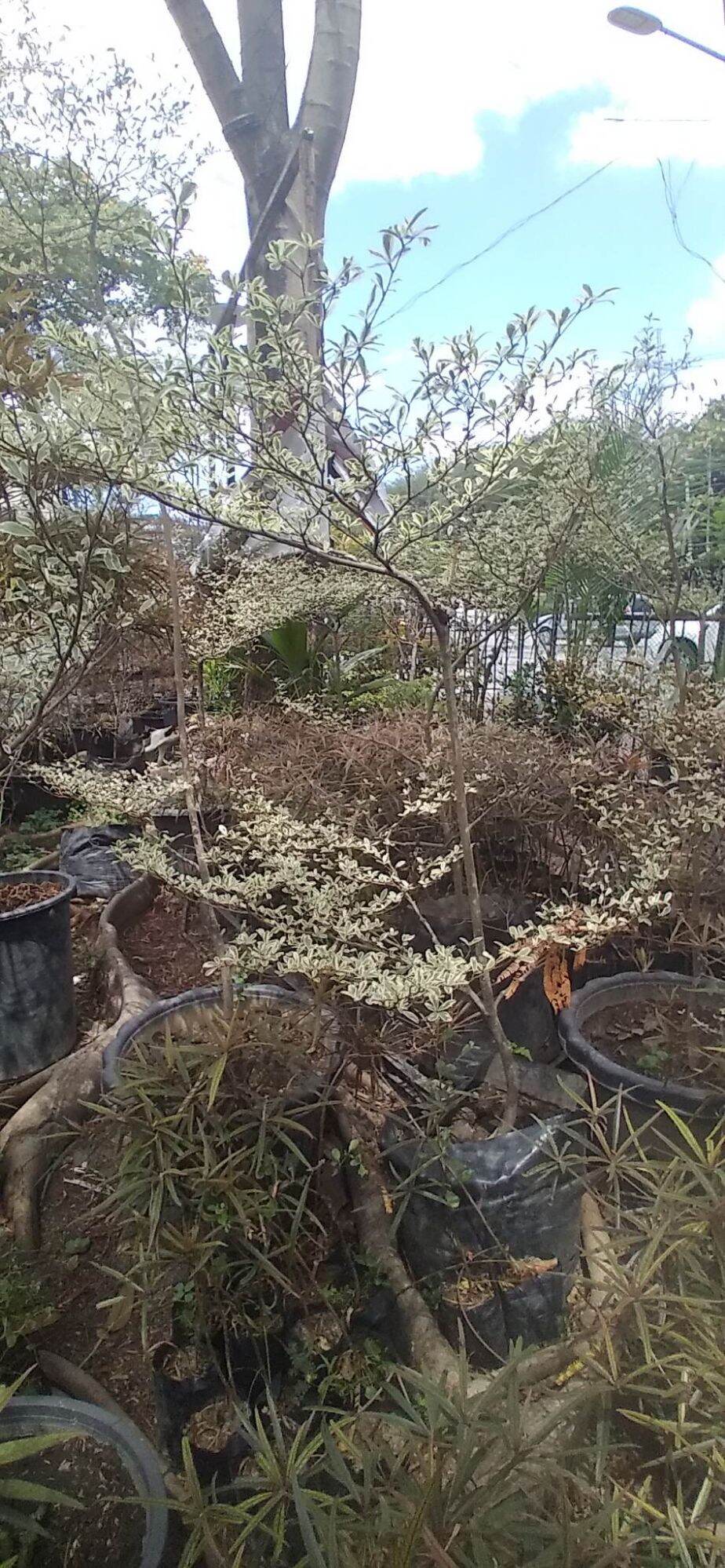 Live Plant Grafted Plant Marcoted Tree Variegated African Talisay ...