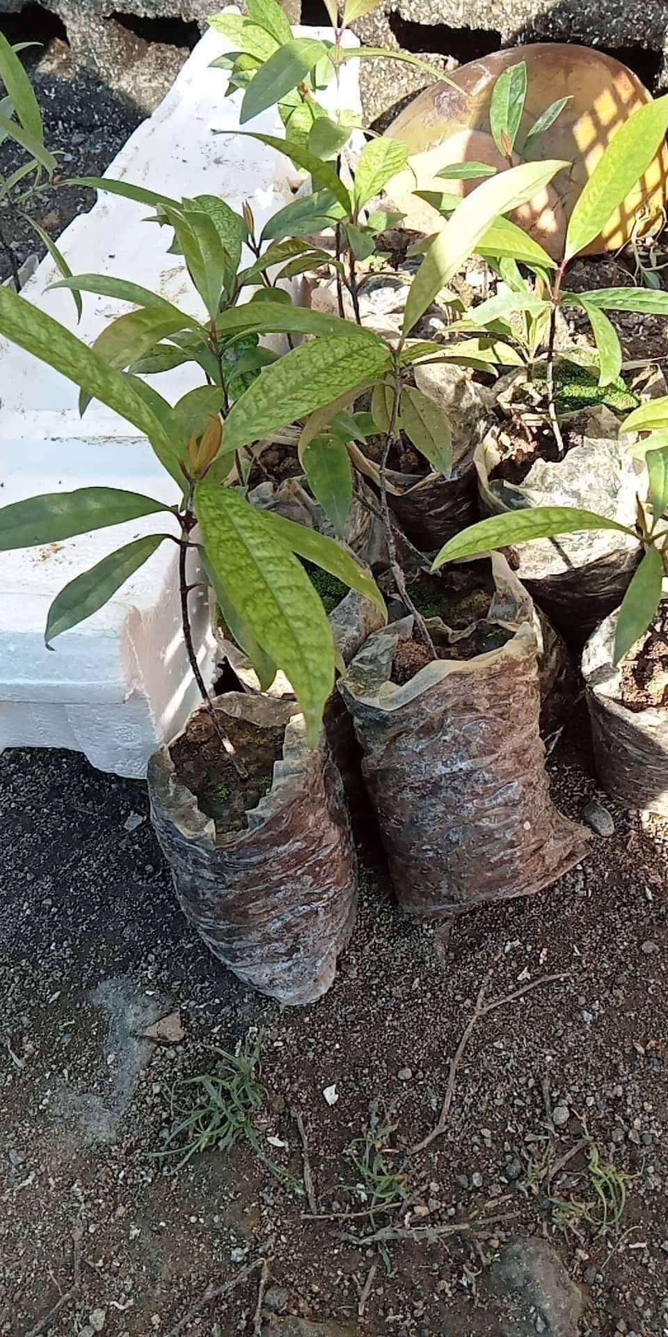 3pcs batwan seedling ready to plant | Lazada