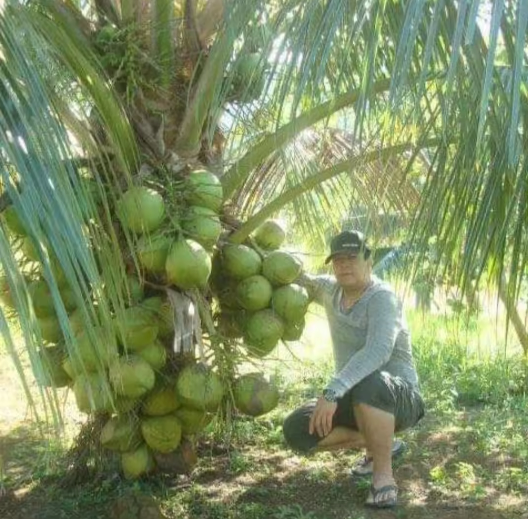 SUPER LEGIT!!! DWARF COCONUT SEEDLINGS. WILL BEAR FRUITS IN 3-4 YEARS ...