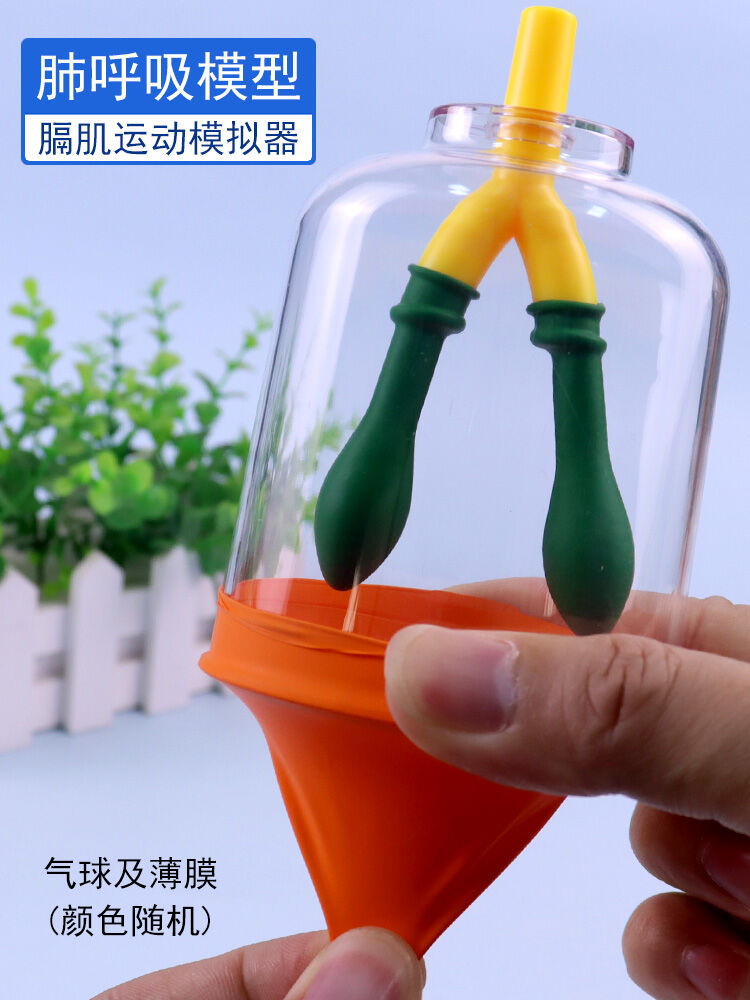 Lung Respiratory Model Diaphragm Motion Simulation Lung Working ...