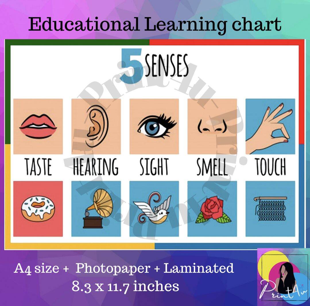 5 Senses Kids Educational Learning Chart Laminated A4 Print4u Lazada PH