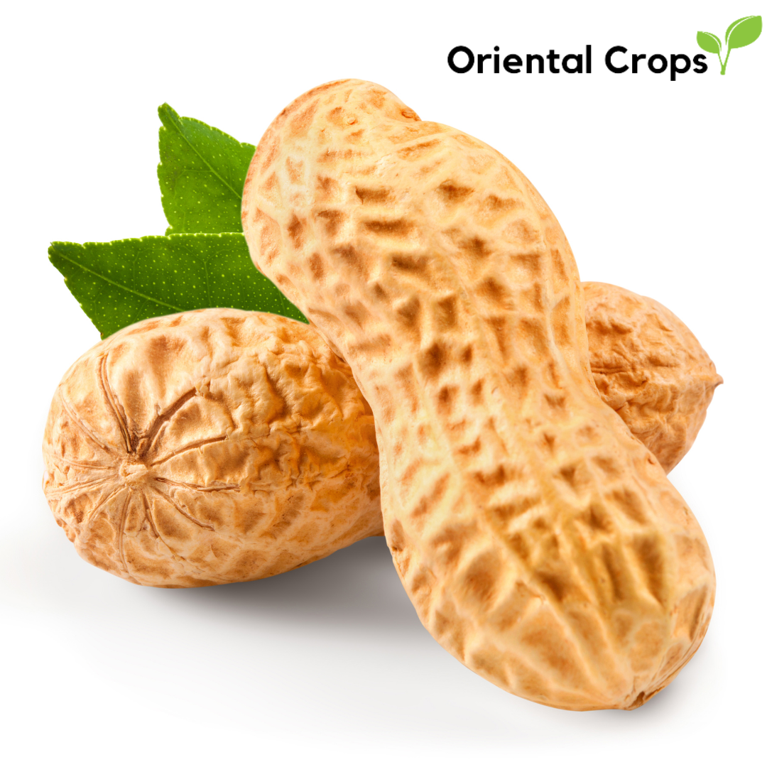 peanut mani nut seeds for planting outdoor garden plant | Lazada PH