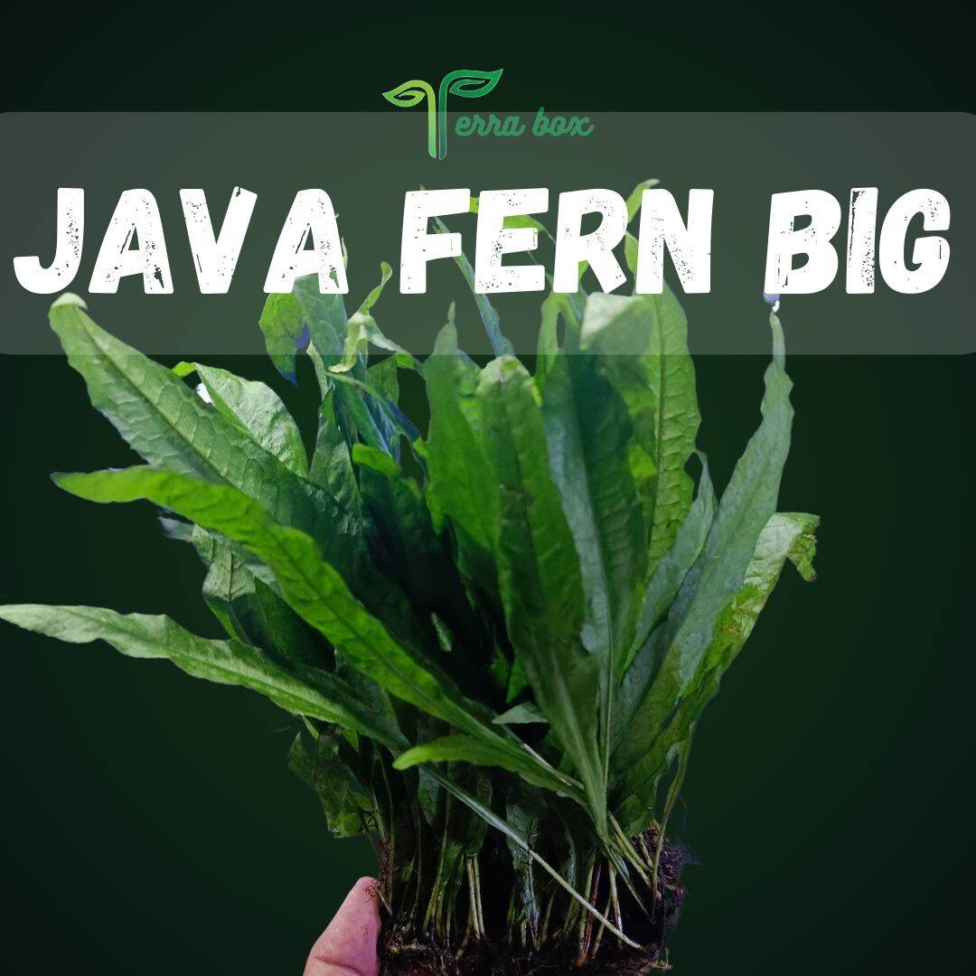 JAVA FERNS | Lazada PH