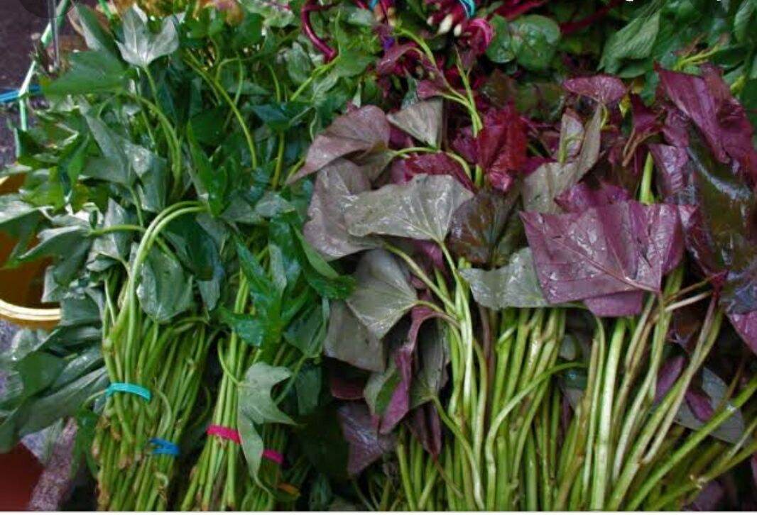 Camote / Sweet Potato Cuttings - Mixed Variety 12inches 12pcs - For ...