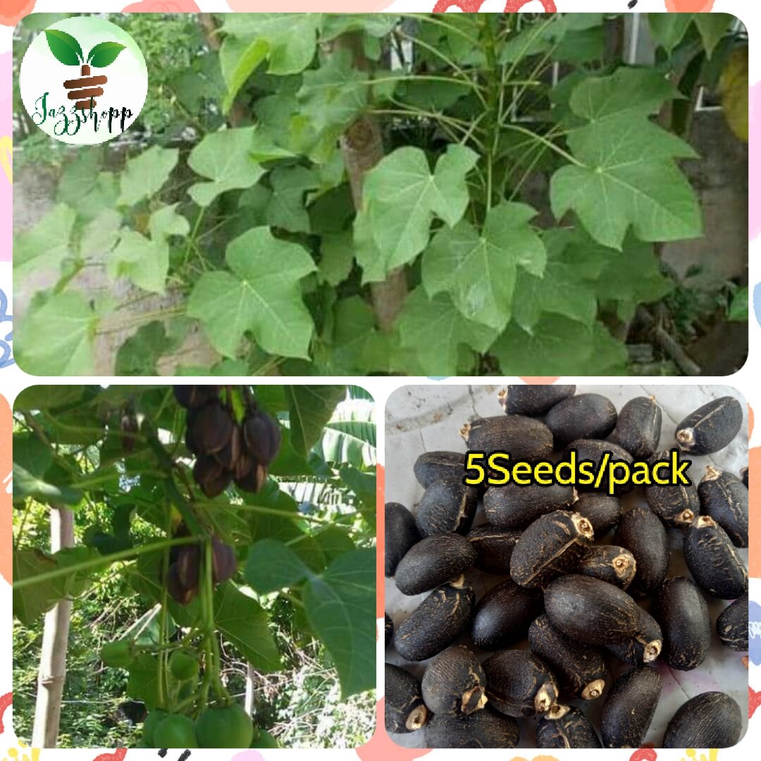 Herbal Talantangan / Tuba-tuba Seeds/ for planting | Lazada PH