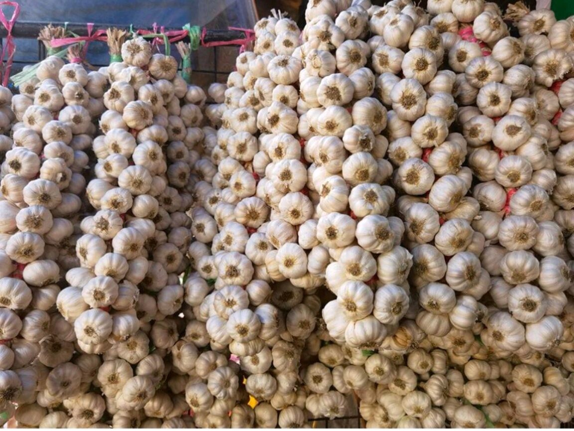 native garlic ilocos norte (lagas) (no chemicals) (more flavorful and ...