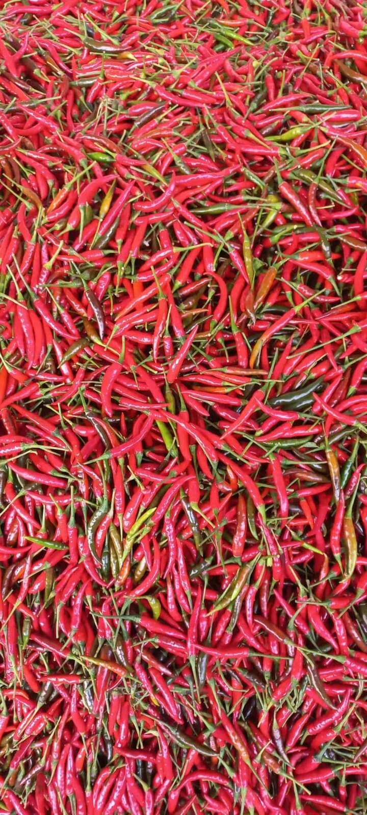 Cayene Red Spicy Pepper Sili Siling labuyo bunga 100pcs | Lazada PH