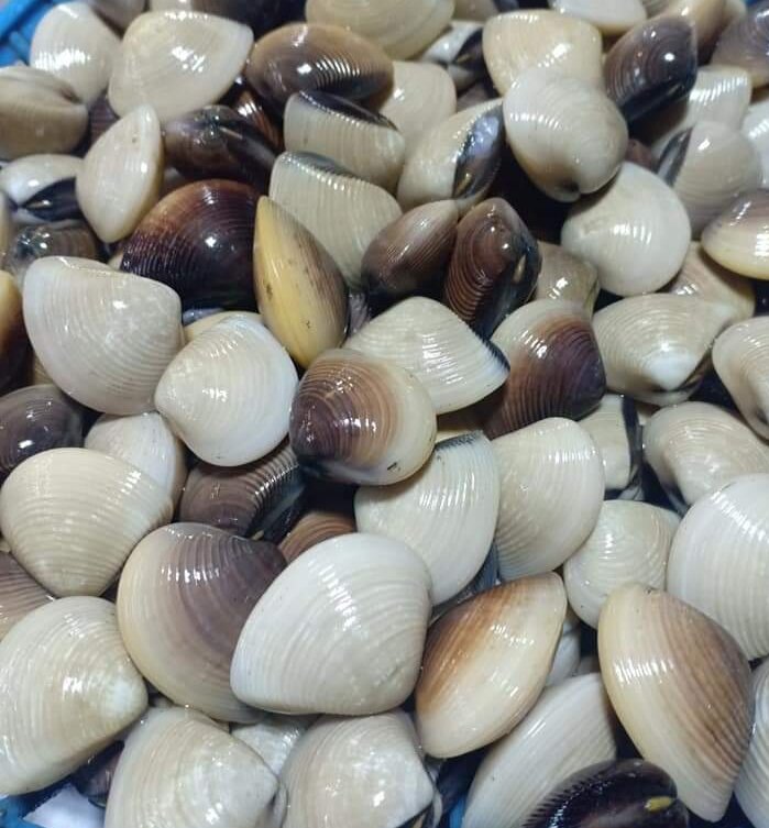 Halaan Puti, Halaan Clams 1kg | Lazada PH