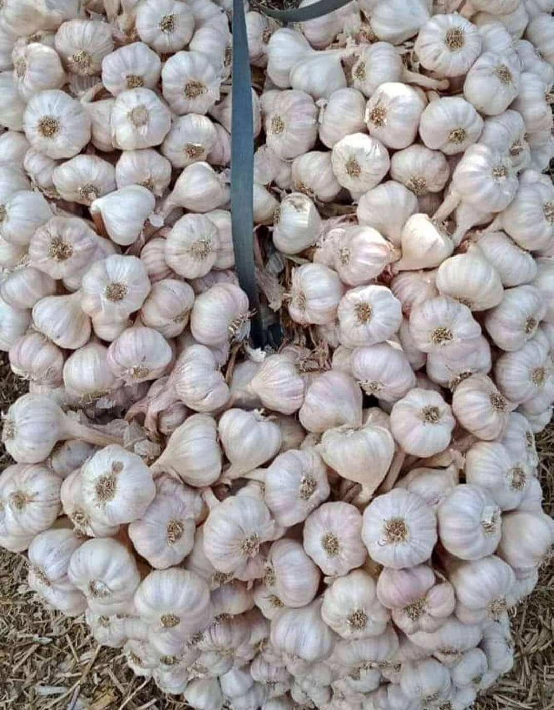 Ilocos Native Garlic 1kilo | Lazada PH