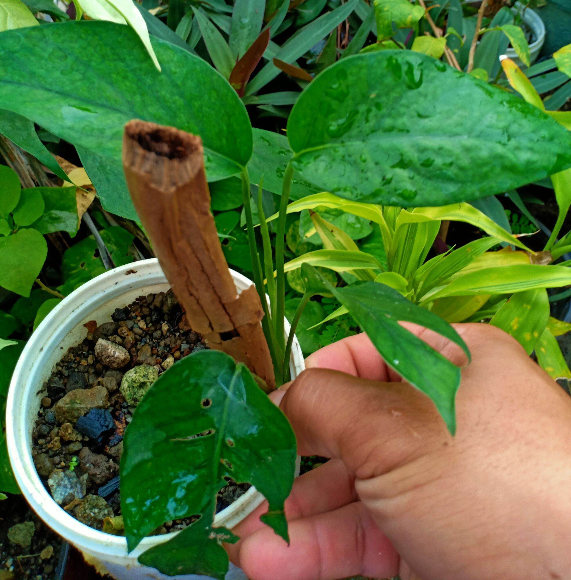 Monstera Dragon tail.Tibatib.Epipremnum pinnatum.live plant in plastic ...