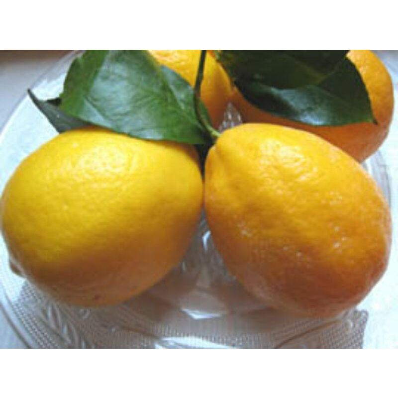 Lemon Meyer Variety Grafted sweet hybrid ciitrus fruit seedlings Dwarf ...