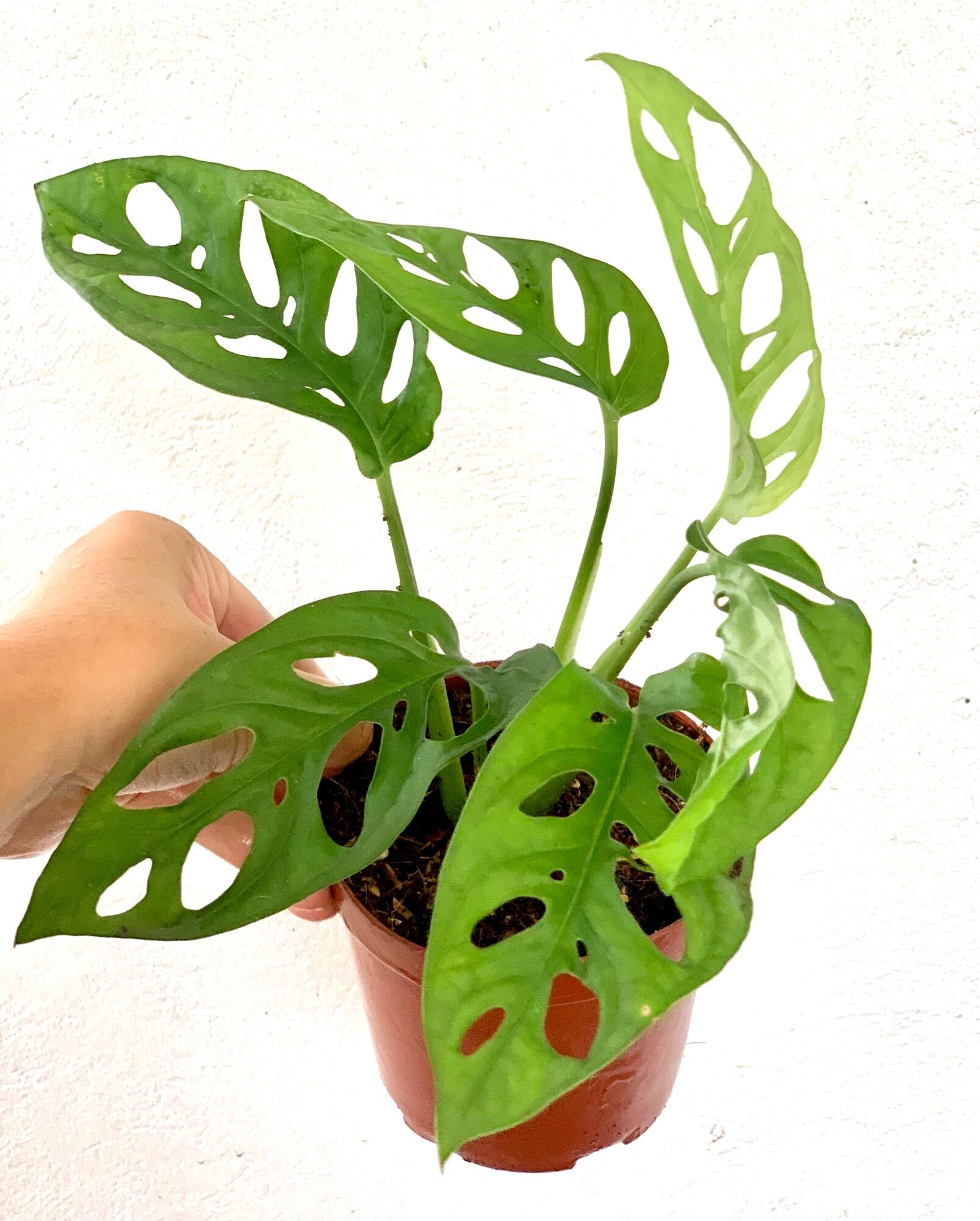 Monstera Adansonii | Lazada PH