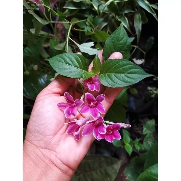 Rangoon Creeper Flowering Vines/Combretum Indicum | Lazada PH