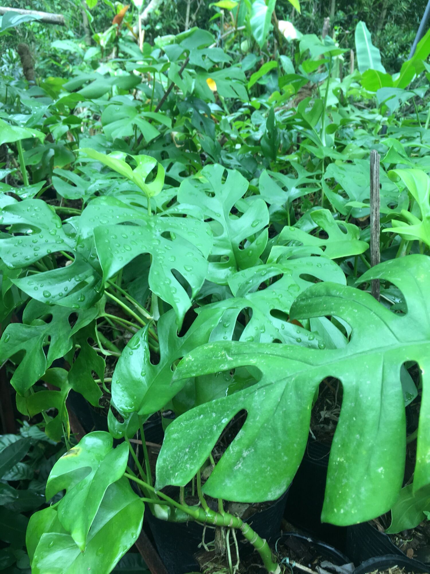 Monstera tetrasperma trailing, matured, well rooted, full grown | Lazada PH