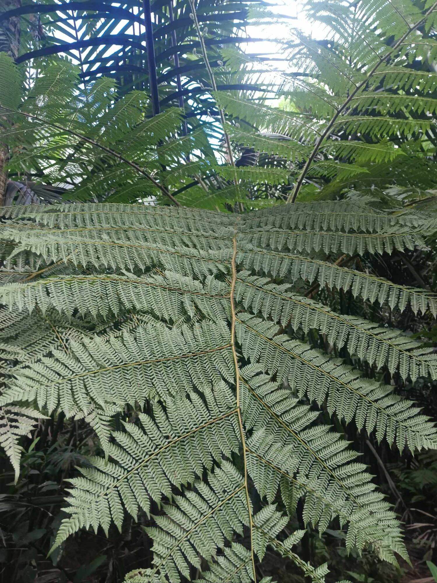 Red Golden Tree Fern/ Subrang Ganda | Lazada PH