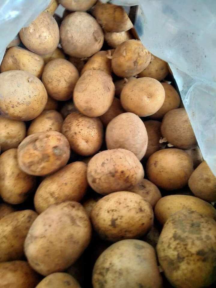 Potato- patatas 3kg Wholesale | Lazada PH