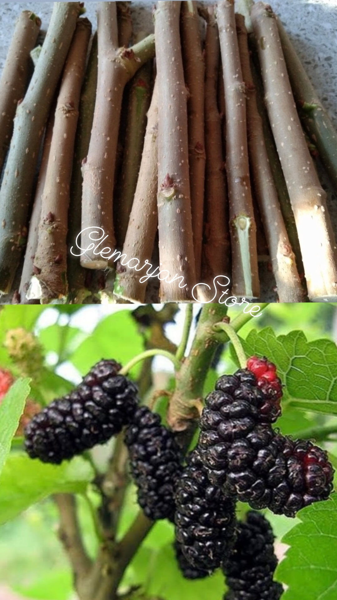 Illinois Mulberry Cuttings/5 pieces Mix Size | Lazada PH