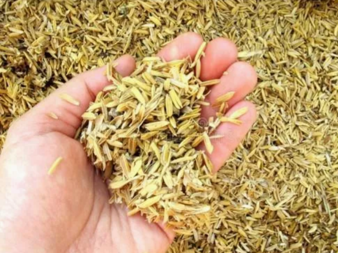 Rice hull for plants soil garden, rice husk ipa ng palay | Lazada PH