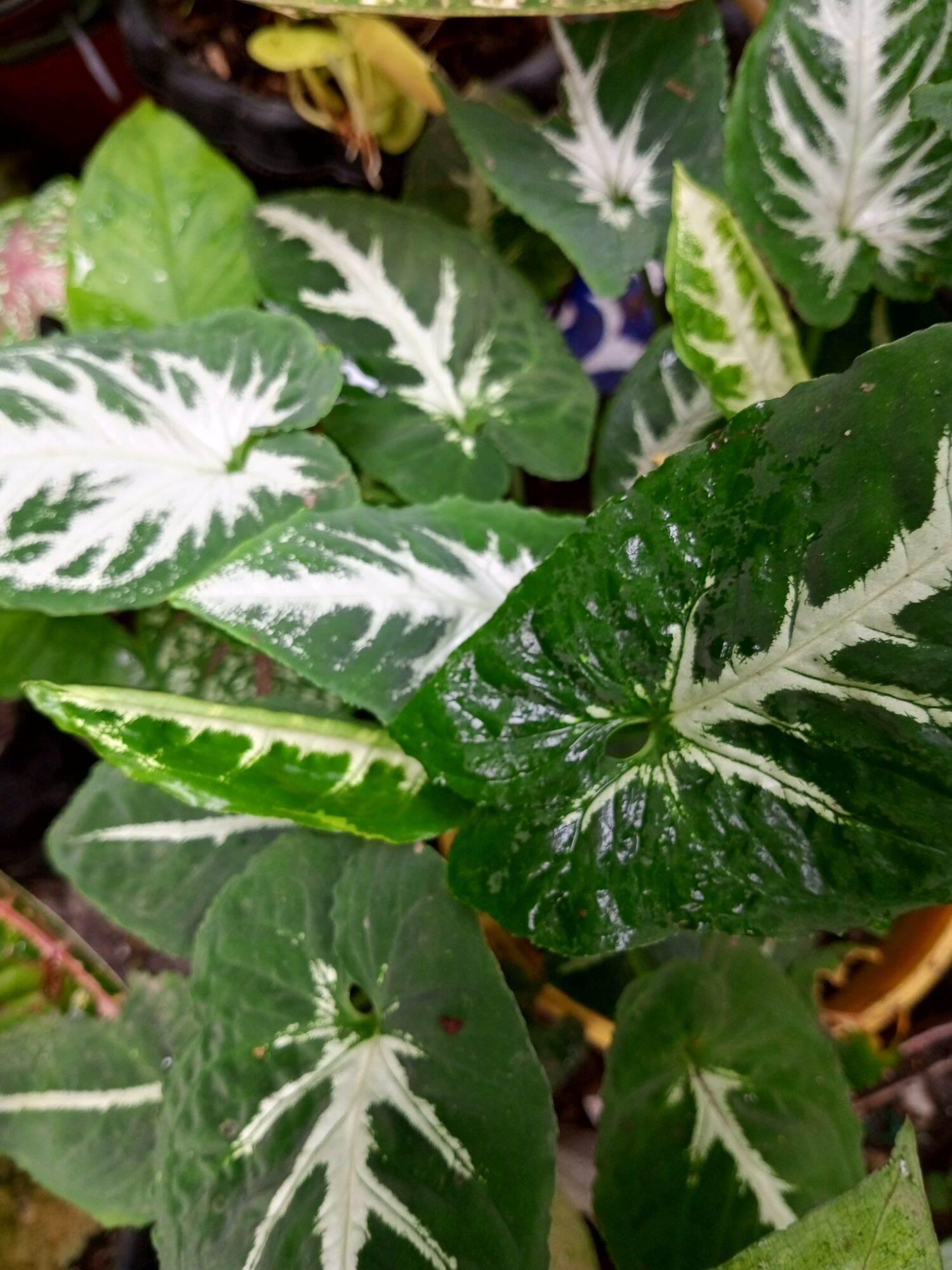 syngonium different varieties | Lazada PH