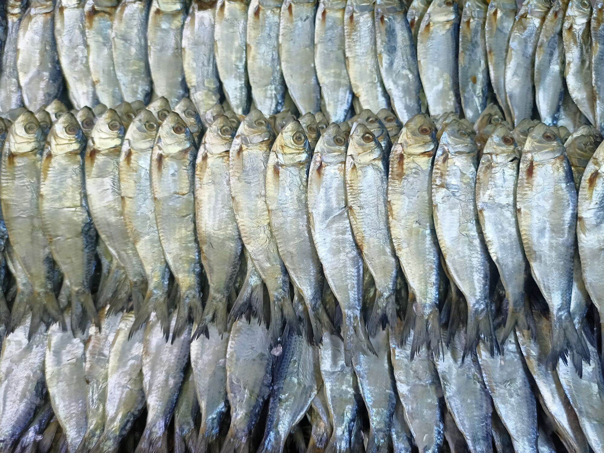 D A Driedfish Tuyo Salinas Dried Herring Lazada PH D A Driedfish Tuyo Salinas Dried Herring Lazada PH