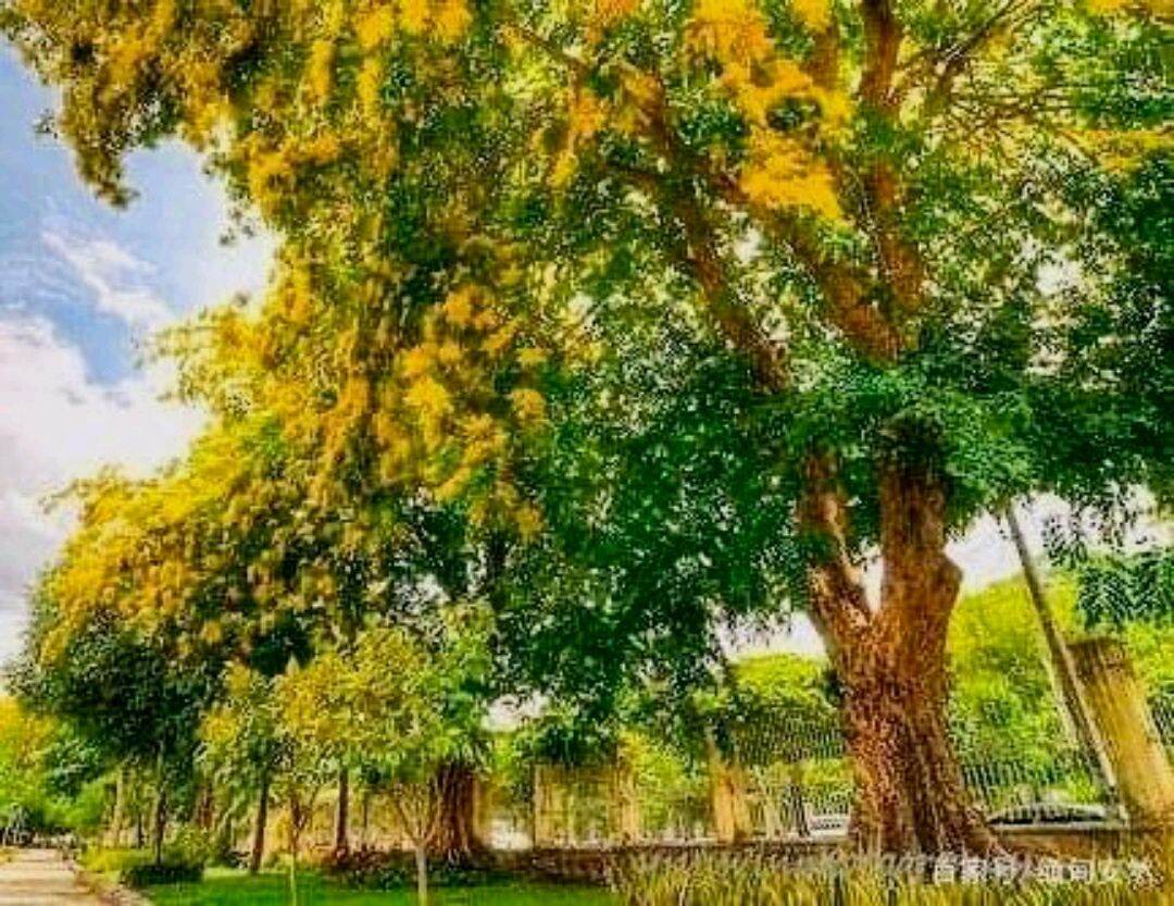 Narra Tree Seedlings | Lazada PH