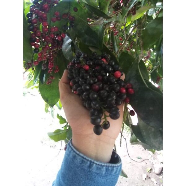 Bignay fruit seedlings Rare Black Currant | Lazada PH